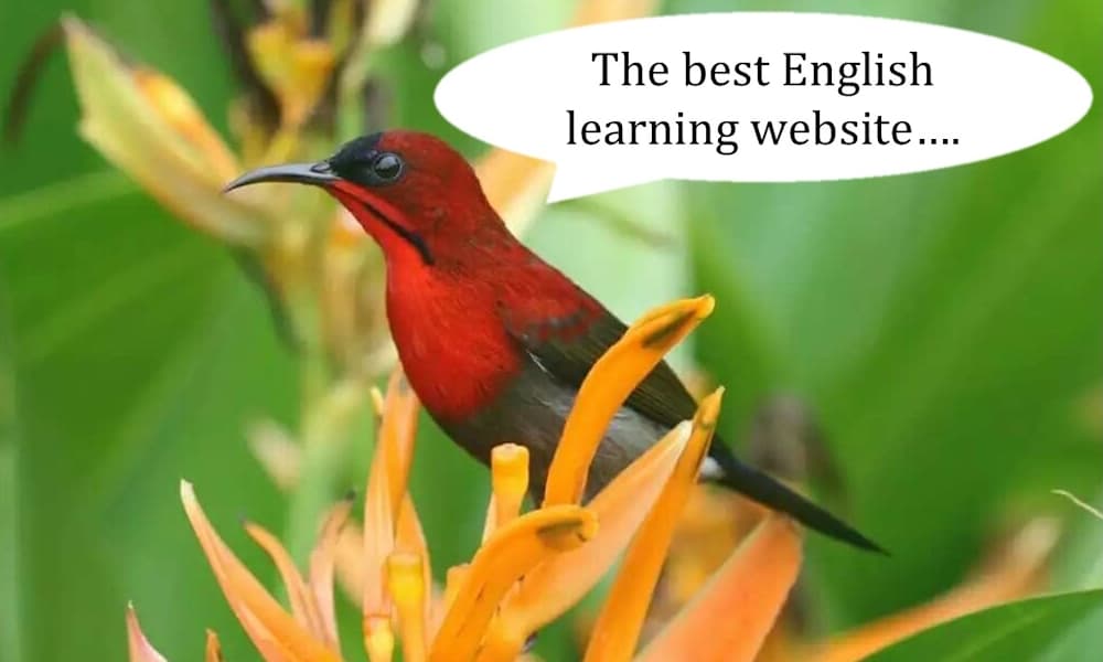Sunbird English