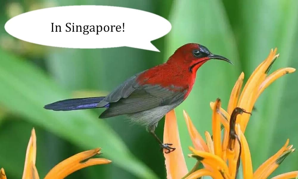 Sunbird English